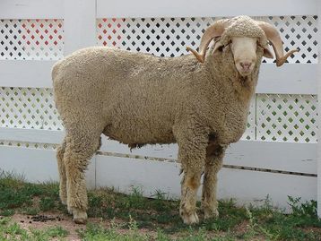 For Sale | Rabel Rambouillets