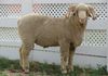 Rabel Rambouillets - Rambouillet Sheep, Rams, Ewes