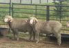 Rabel Rambouillets - Rambouillet Sheep, Rams, Ewes