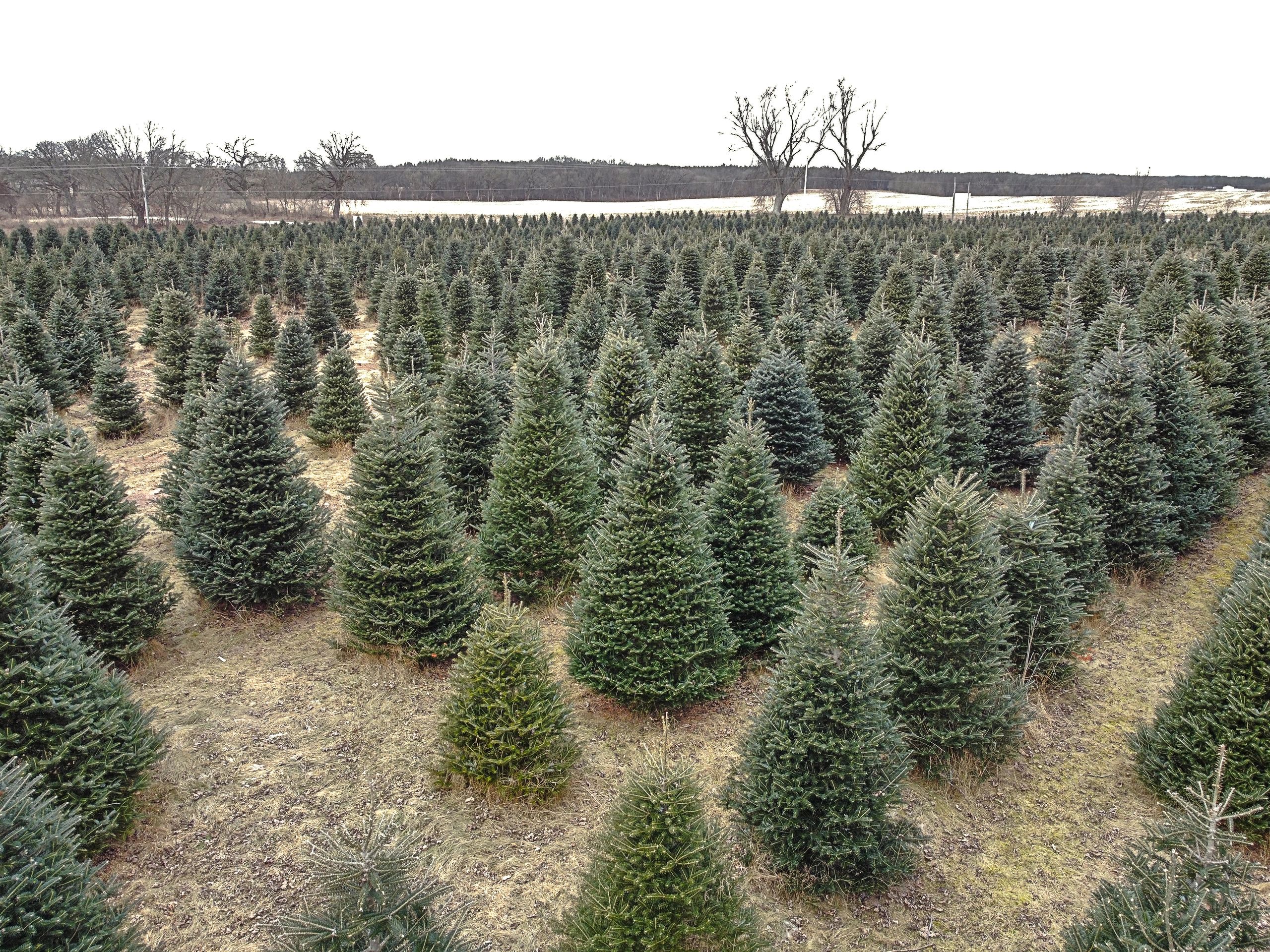 Evergreen Acres Christmas Tree Farm