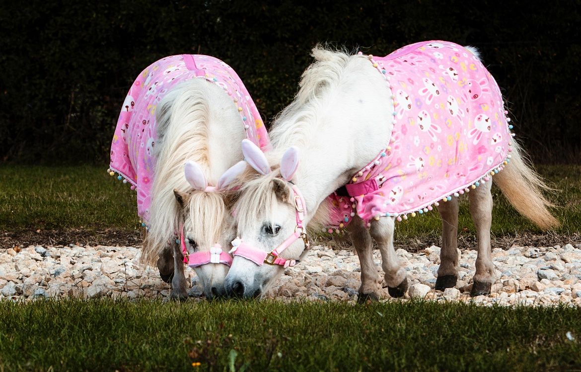 The Little Shetland Company - Children, Pony Rides, Birthday, Kids