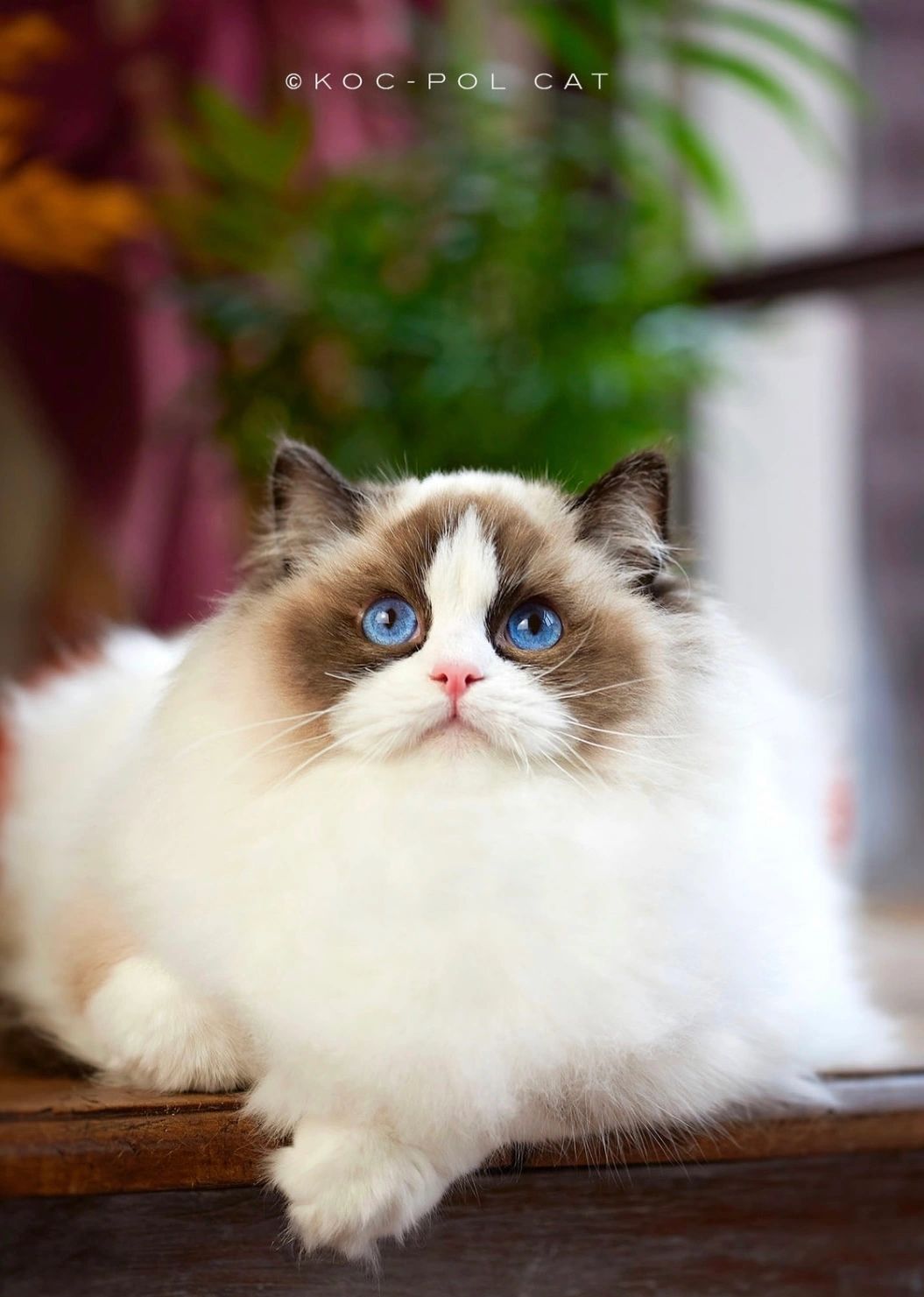 Ragdoll Adult Queens