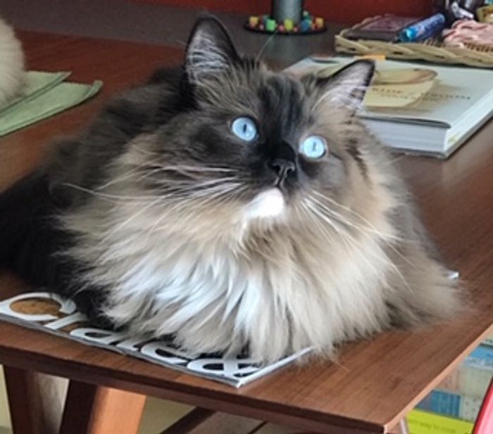 Rustsragdolls Home | rustsragdolls