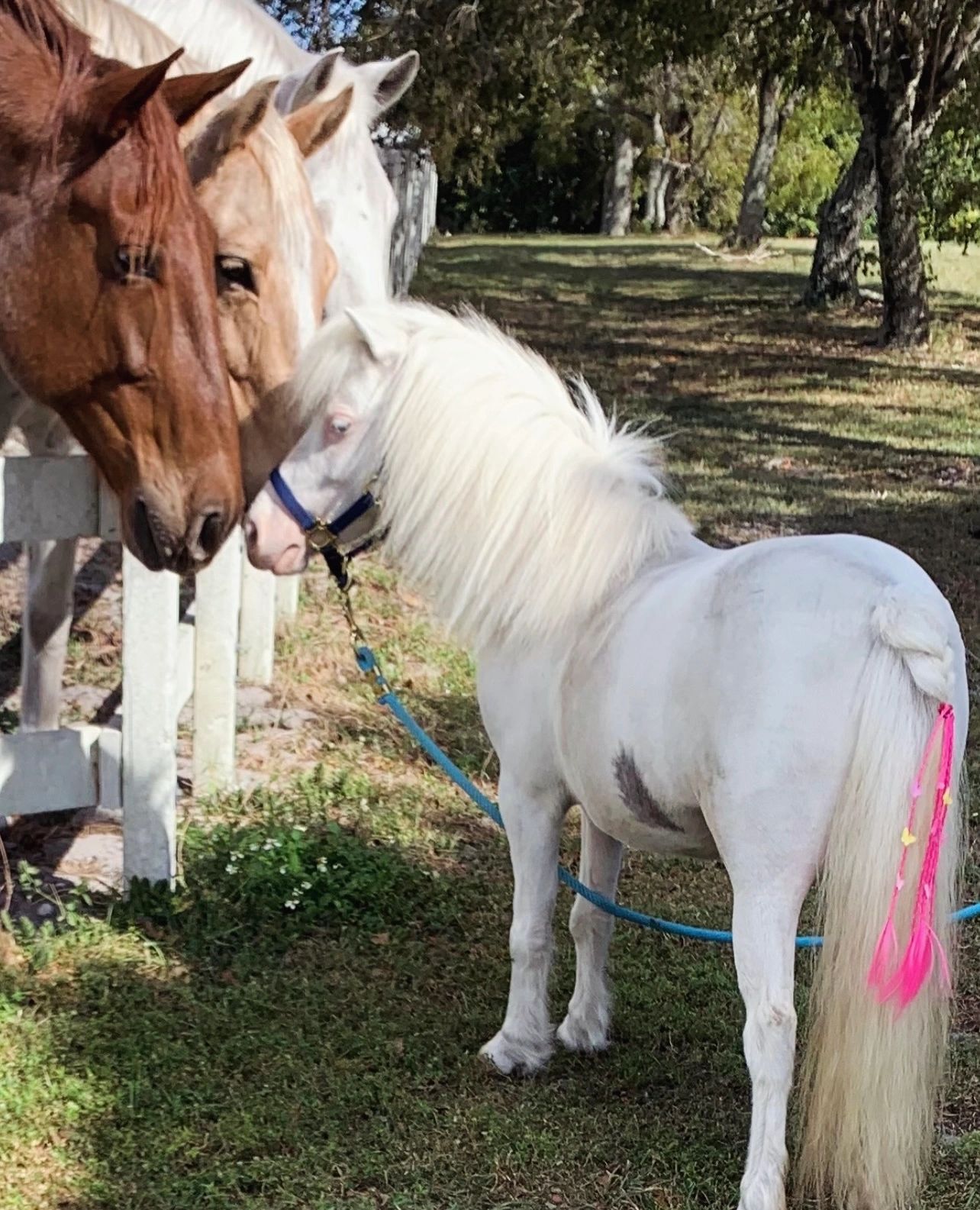 Moonshadow Miniature Horse Therapy