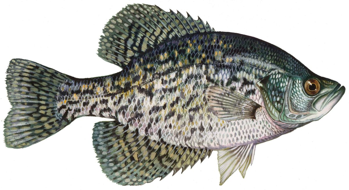Crappie