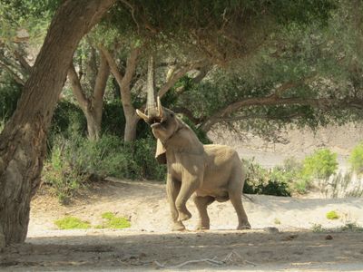 About Desert Elephants | Desert Elephant Conservation