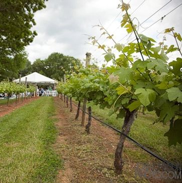 About | Three Sisters Vineyards