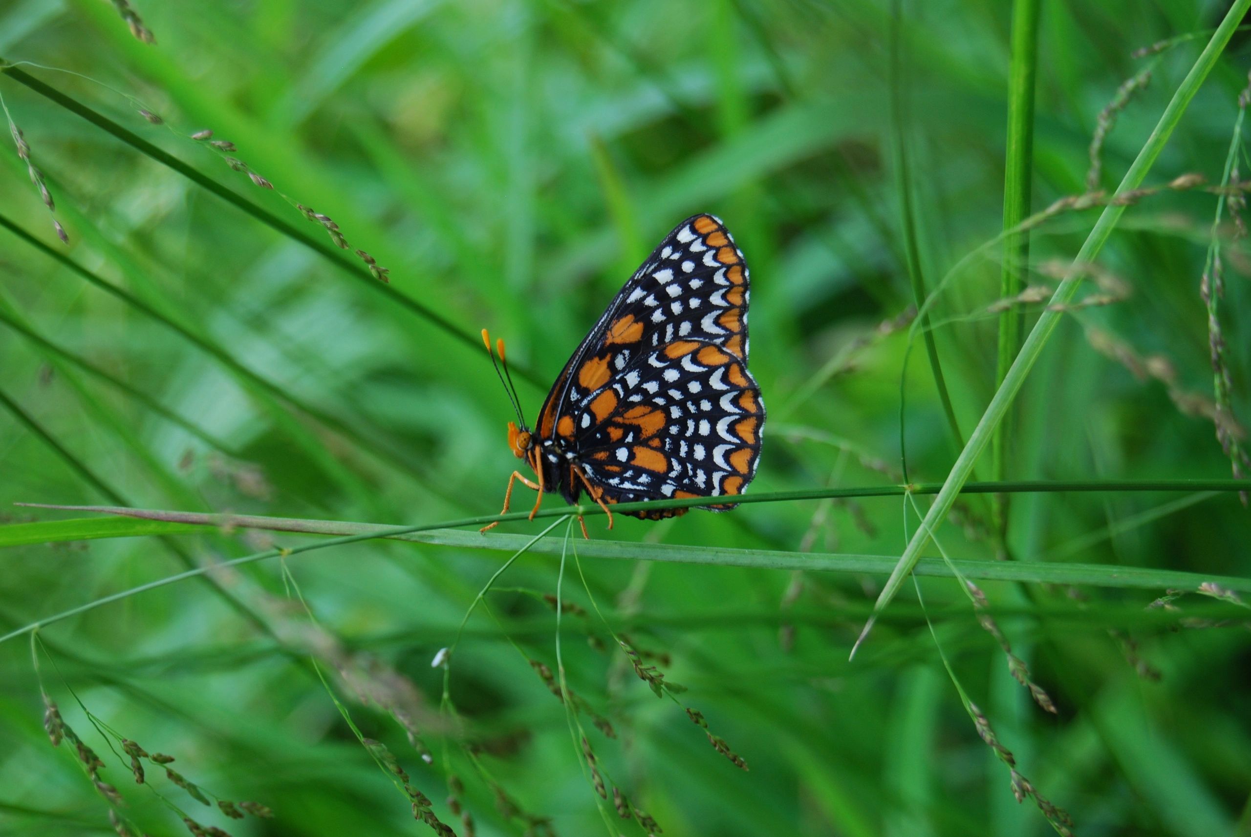 Native Grassland Conservancy - Pollinator Conservation, Native Plants