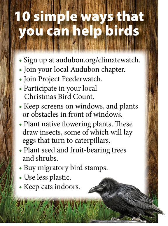 Hill Country Wildlife: 10 simple ways that you can help birds