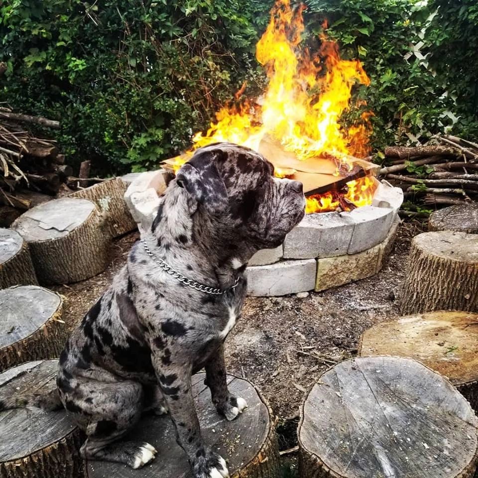 Martin Mosa Mastiff
