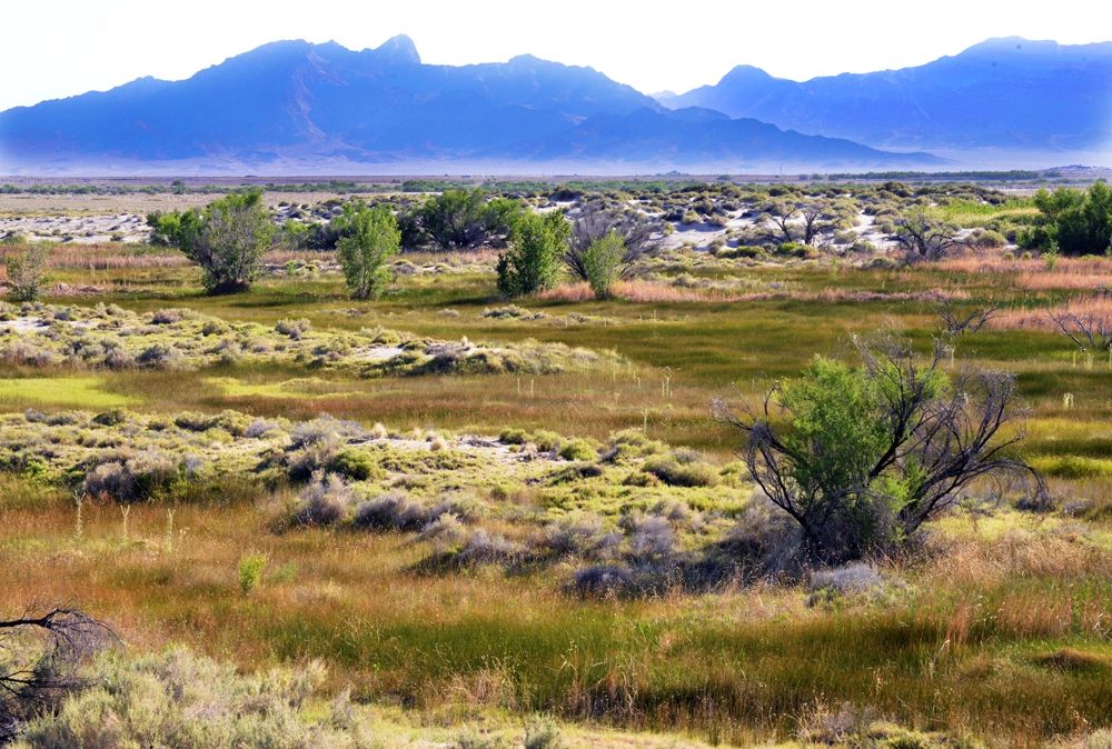 LN Lodwick Photography