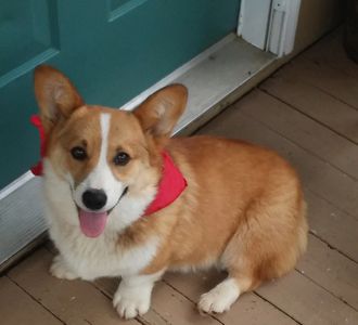 Golden Retriever and Pembroke Welsh Corgi