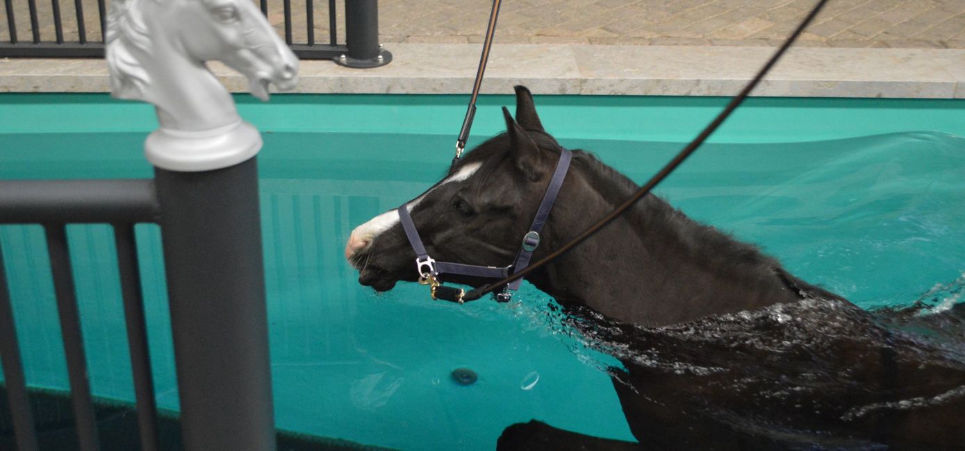 Equilibrium Spa | AK Equine Swiss Spa BV