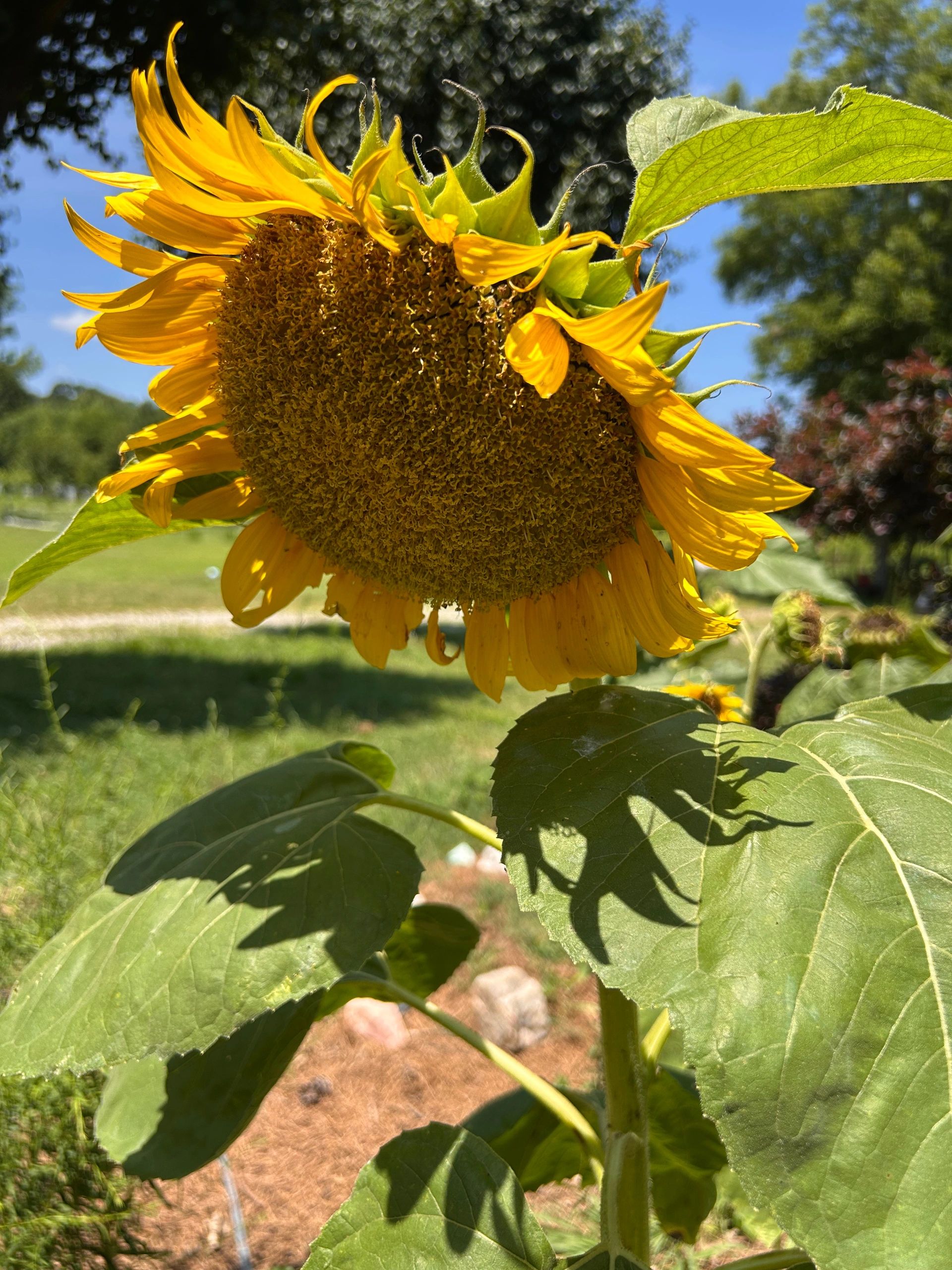 Noll Farms | Local Small-Batch Honey