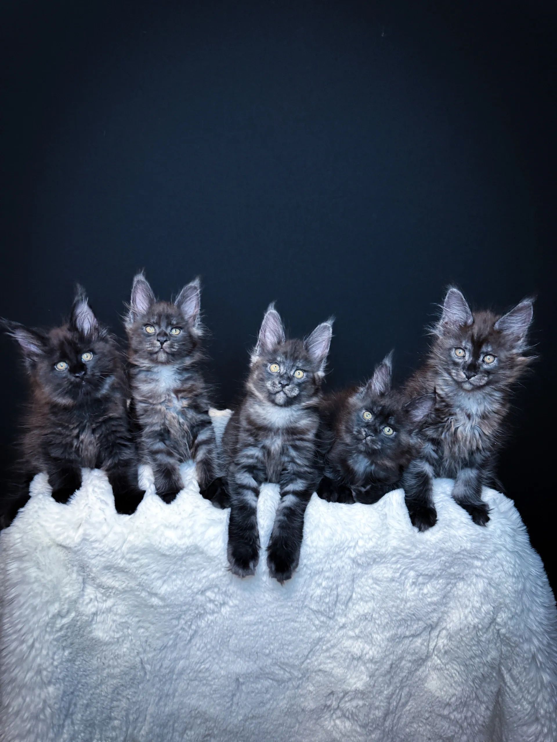 Polydactyl maine coons | Wild Whisper Maine Coon