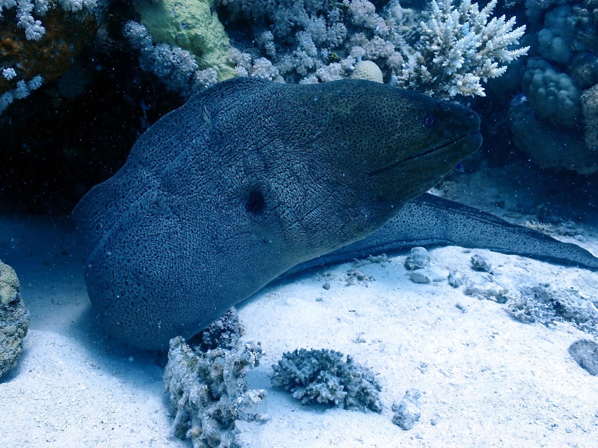 Sea Yacht Red Sea Liveaboards