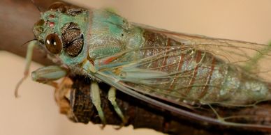 Gallery | Illawarra Grevillea Park