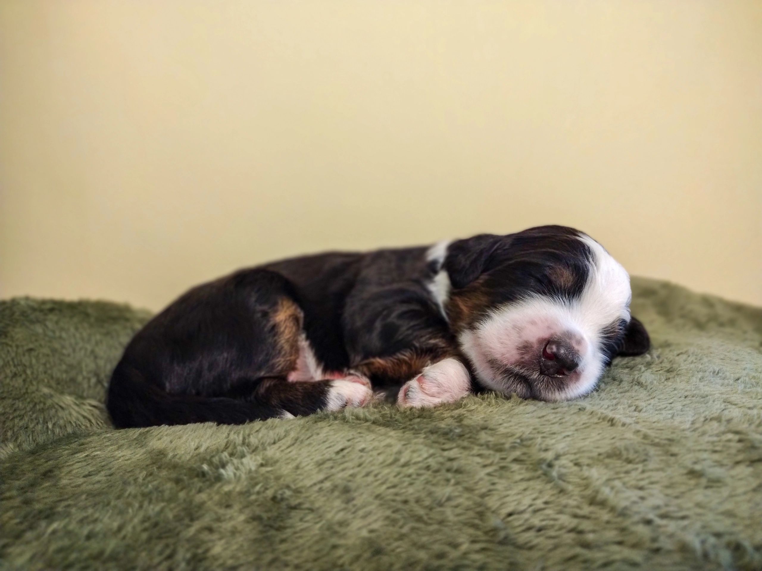 Find Your Bernedoodle Puppy at KEE Bernedoodles