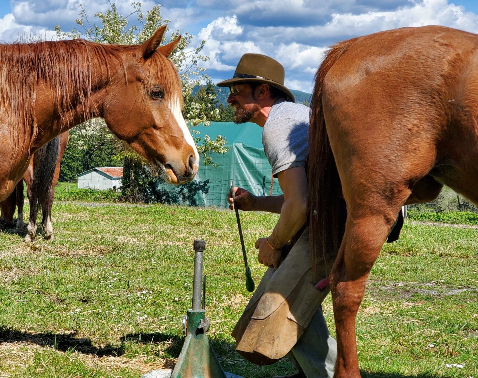 Farrier Service, Horseshoer - Happy Feet Hoofcare - Eugene, Oregon