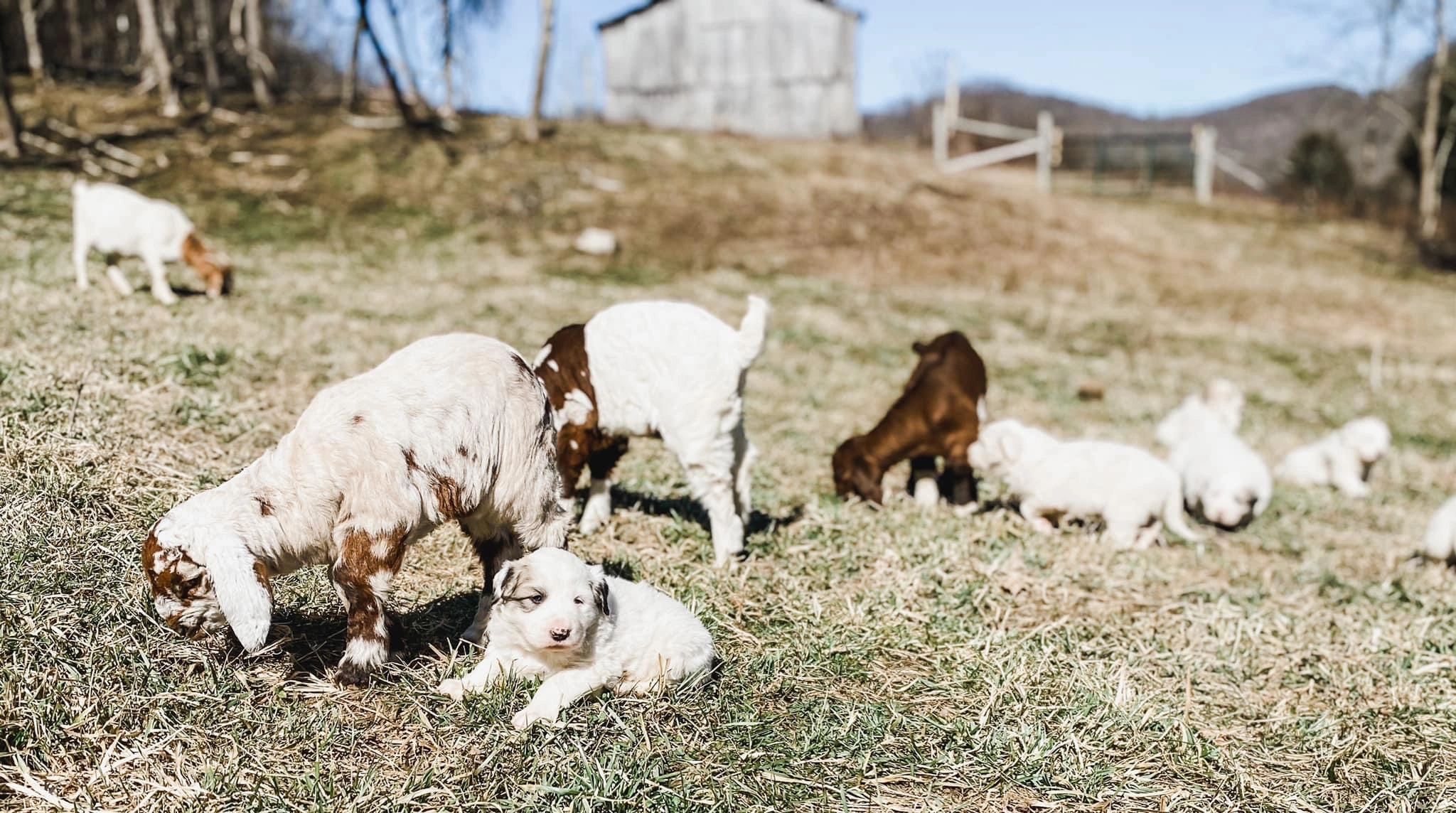 Goat Milk Soap, Boer Goats - Creek Bank Homestead - Irvine, Kentucky