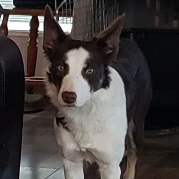 Our Crew | Southview farm & Border Collies