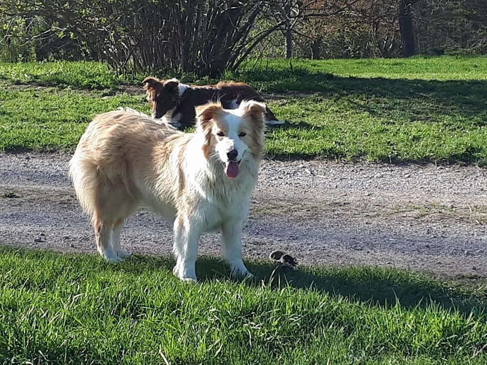 Southview farm & Border Collies