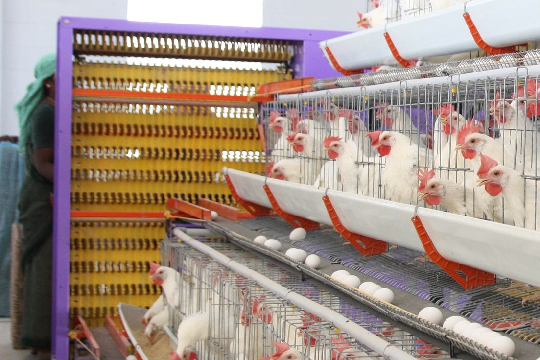 Egg Handling solutions