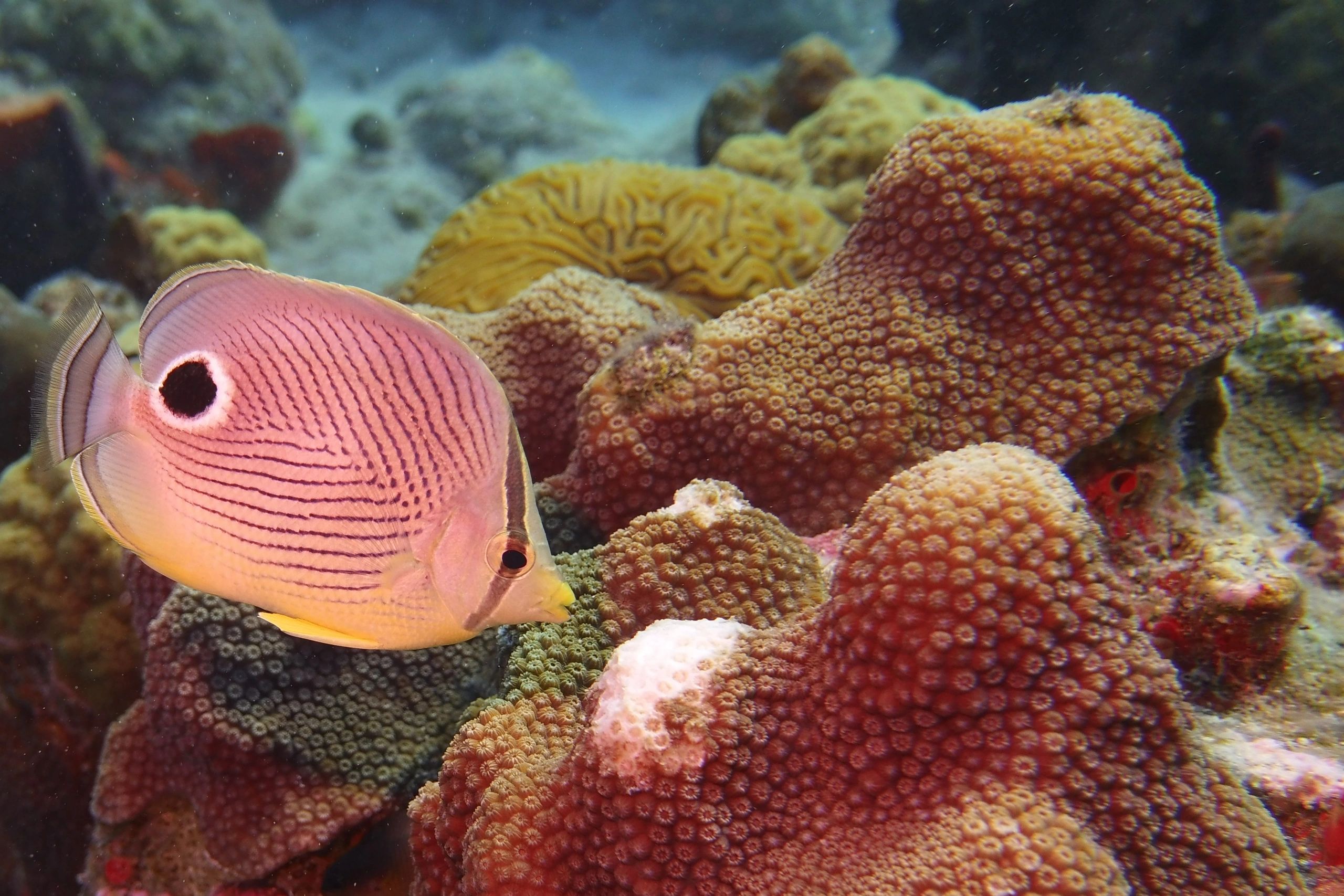 Odyssey Scuba - Scuba Diving Training, Scuba Diving Equipment, Padi