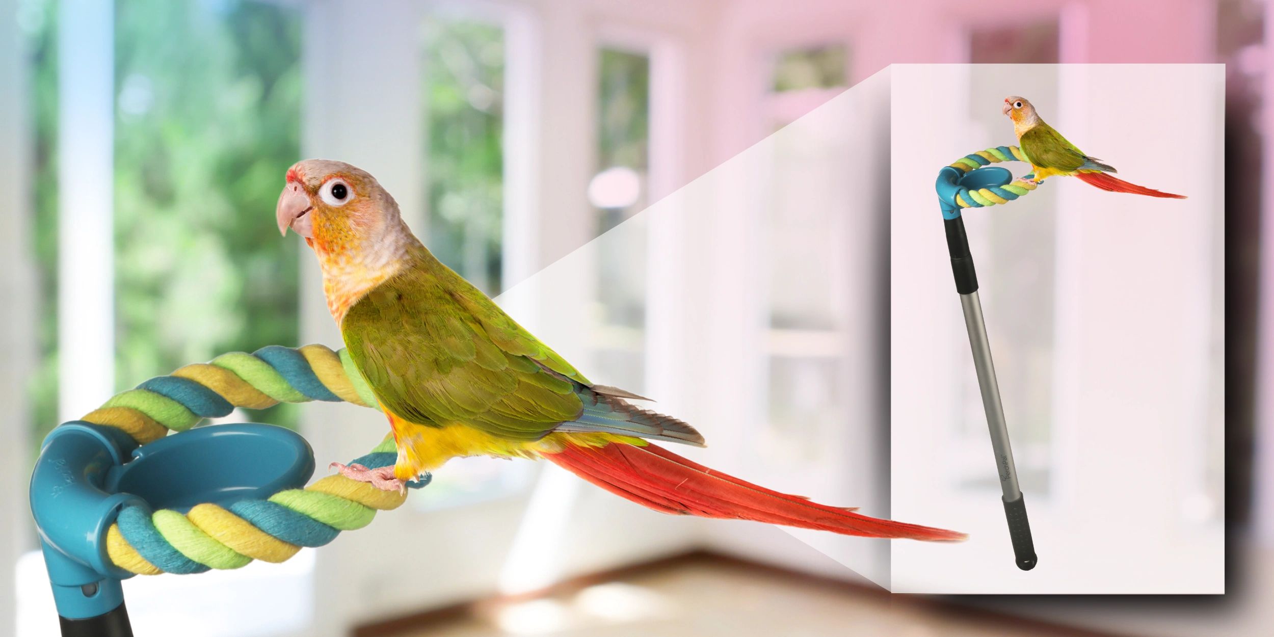 Pet Bird Retriever Perch | Safely Retrieve Your Bird | The PerchPal