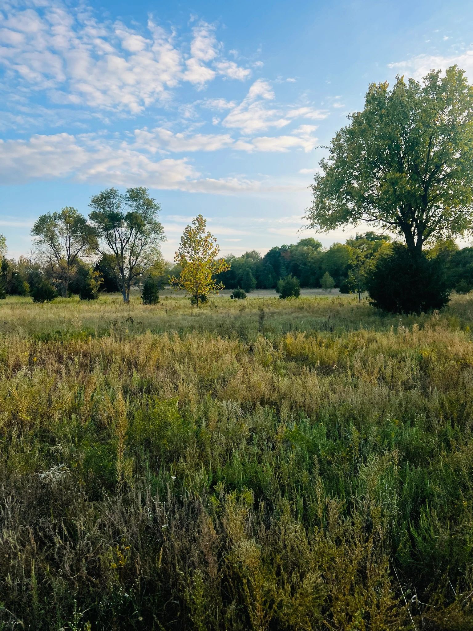 lightning bug meadow farm