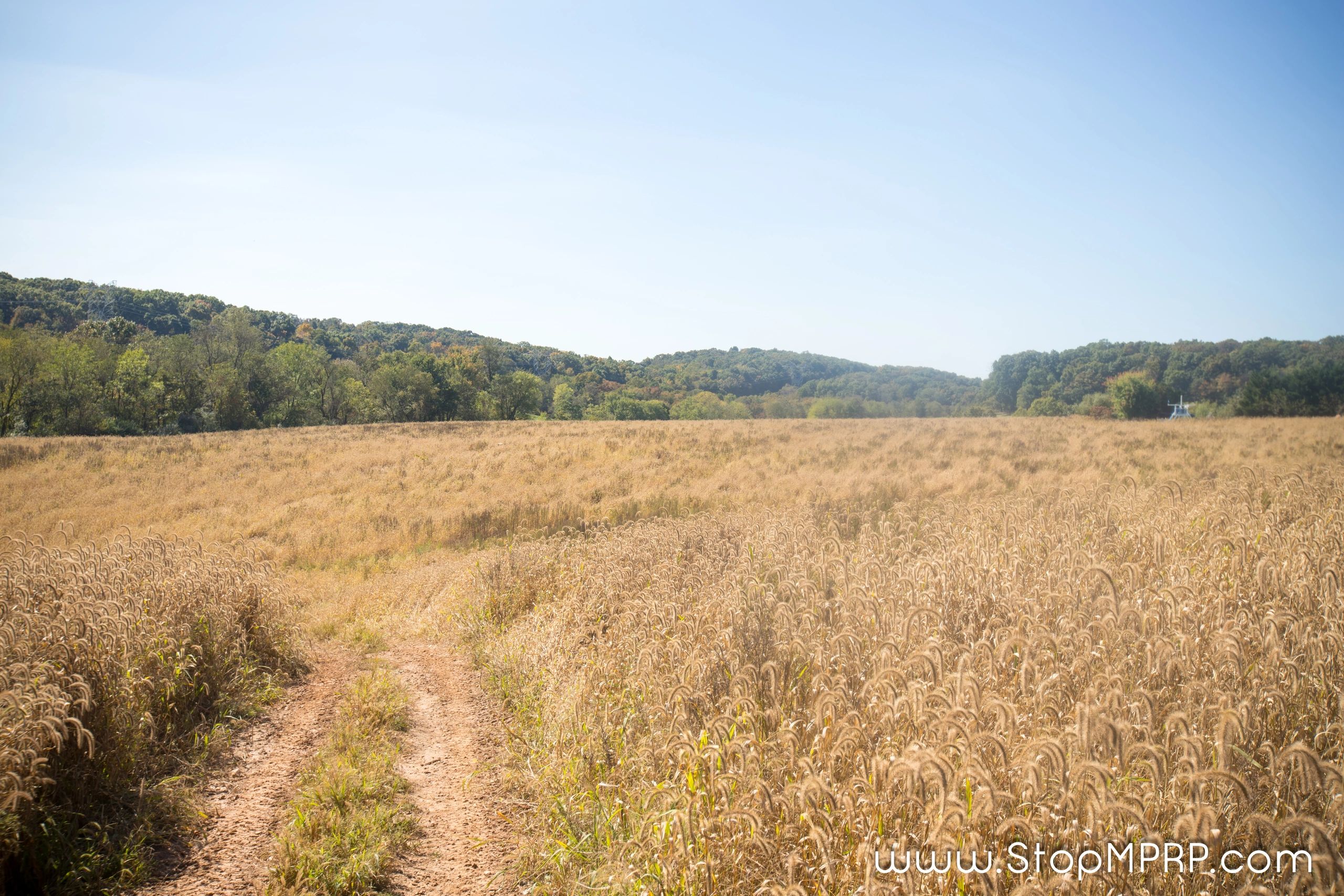 Beneath the Yellow Line - Brandon Hill's Forest Farm