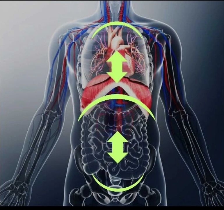 Three Diaphragms of the Body and how they influence lymph flow.