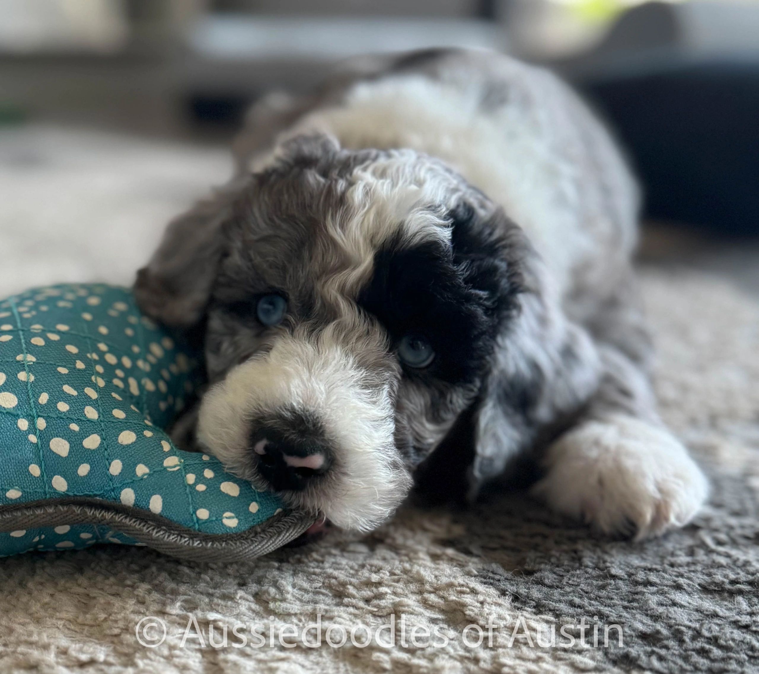 Aussiedoodles of Austin | Family-Raised Aussiedoodle Puppies in Texas