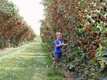 Sweet Berry Farms, LLC