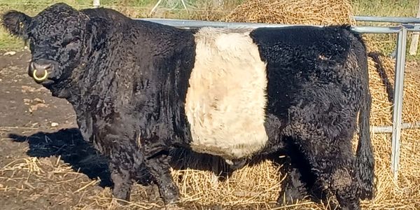 Animals For Sale | Colby Woods Cattle