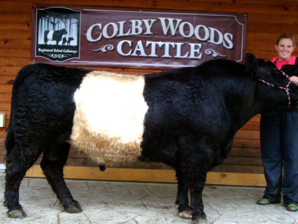 Animals For Sale | Colby Woods Cattle