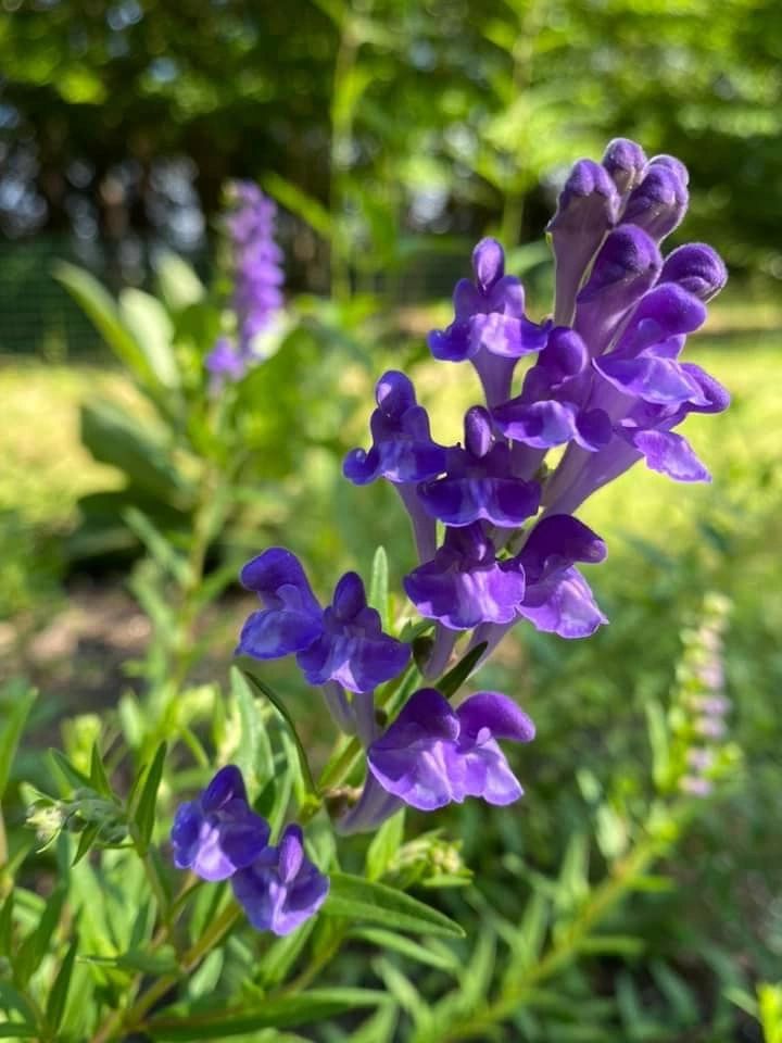 Scutellaria baicalensis root tincture- Chinese skullcap