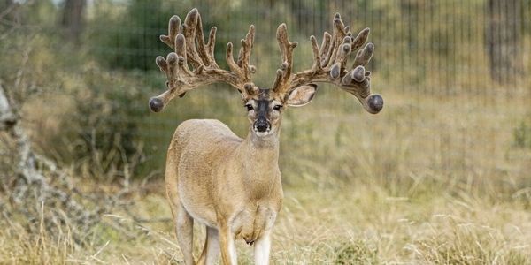 Whitetail Breeder Bucks for Sale | The Swamp Whitetails