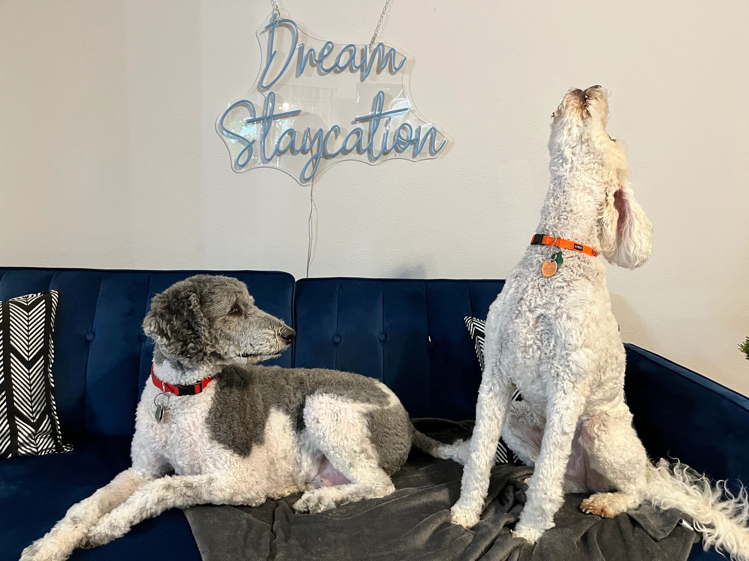 The Sporty Dog: Dog Walking, Pet Boarding, Pet Sitting - Austin, Tx