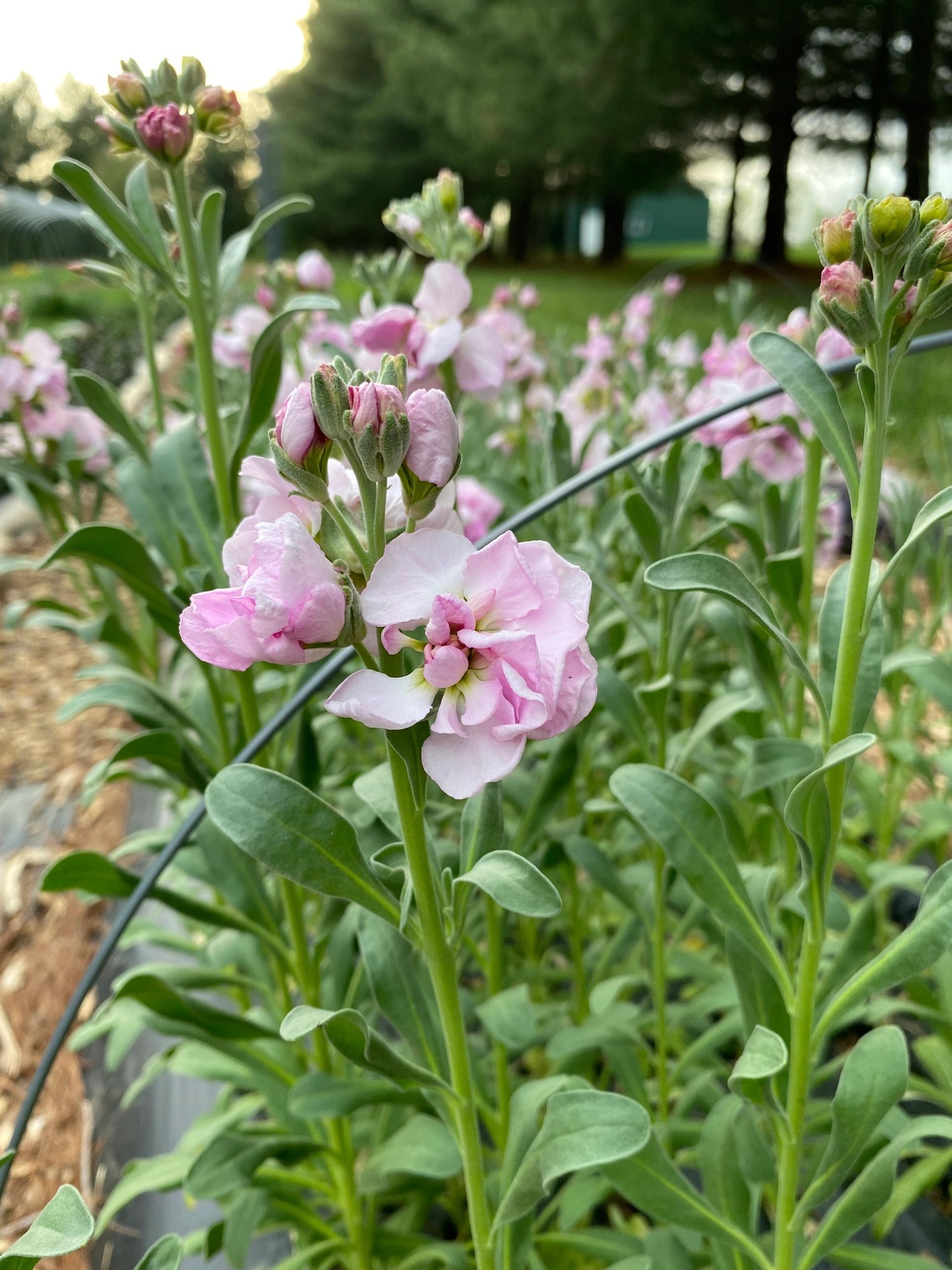 Tangled Roots Farm - Wedding Florist - Louisville, Kentucky