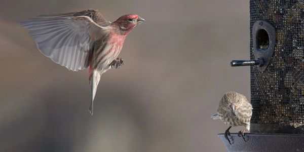 Bird Photography - Raging Nature Photo / DCMI