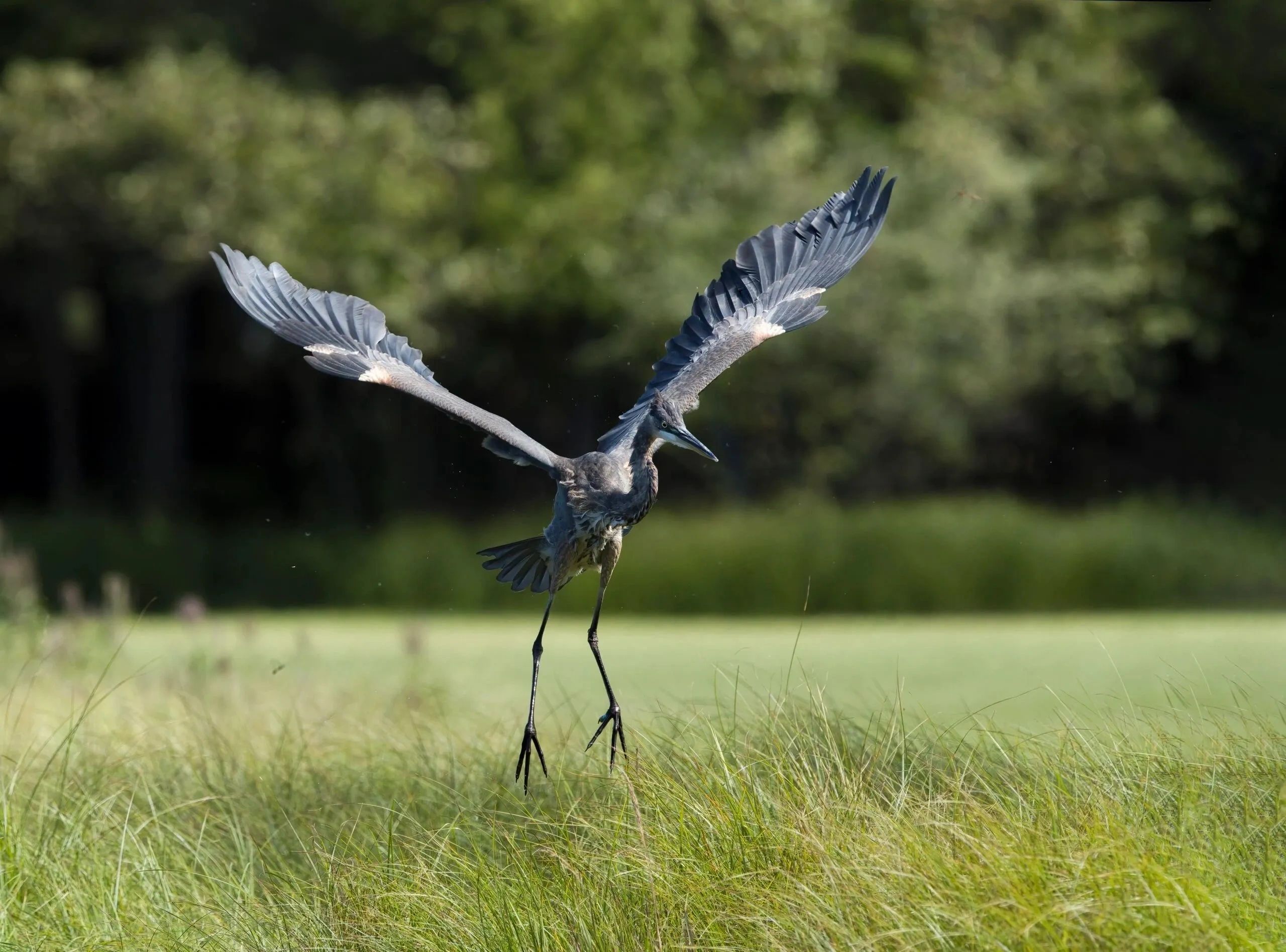 Selling Photos & Videos - Raging Nature Photo / DCMI