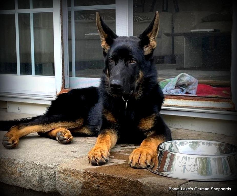 Offering Clear Headed Beautiful German Shepherd Puppies for Sale ...