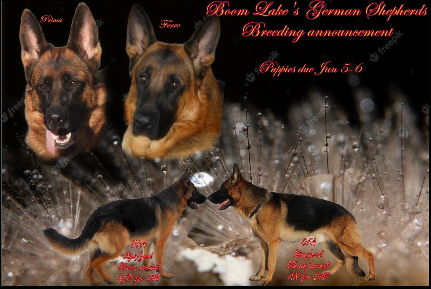 Boom Lake's German Shepherds - German Shepherds, Shepherd Puppies