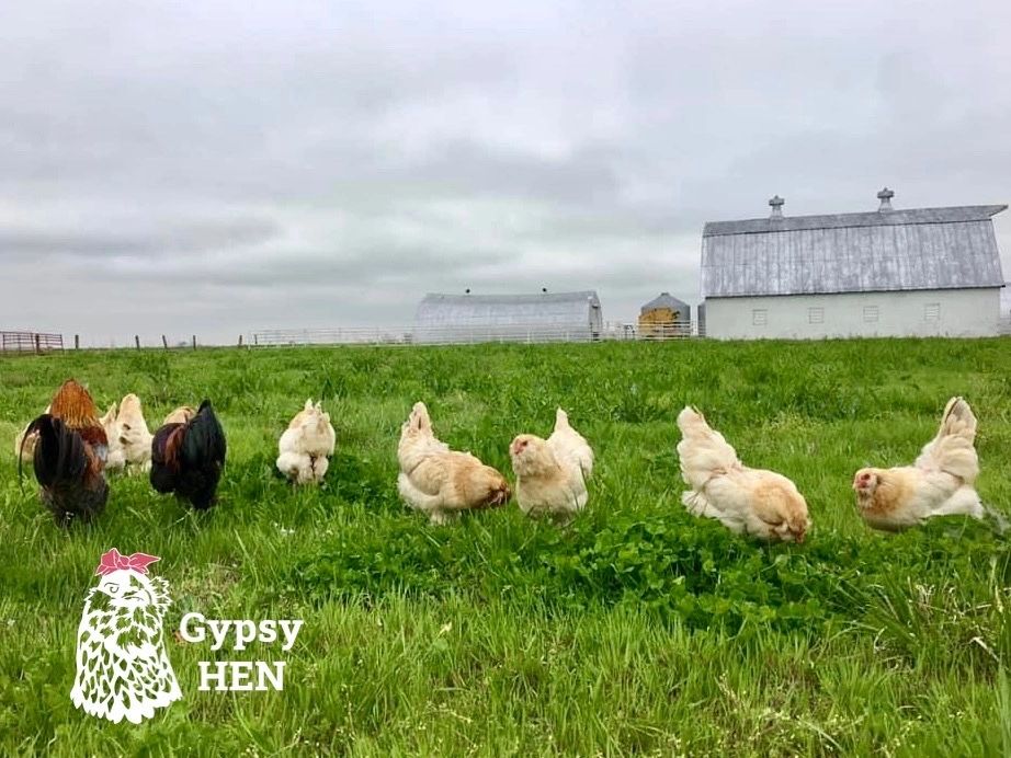 GypsyHenPoultry