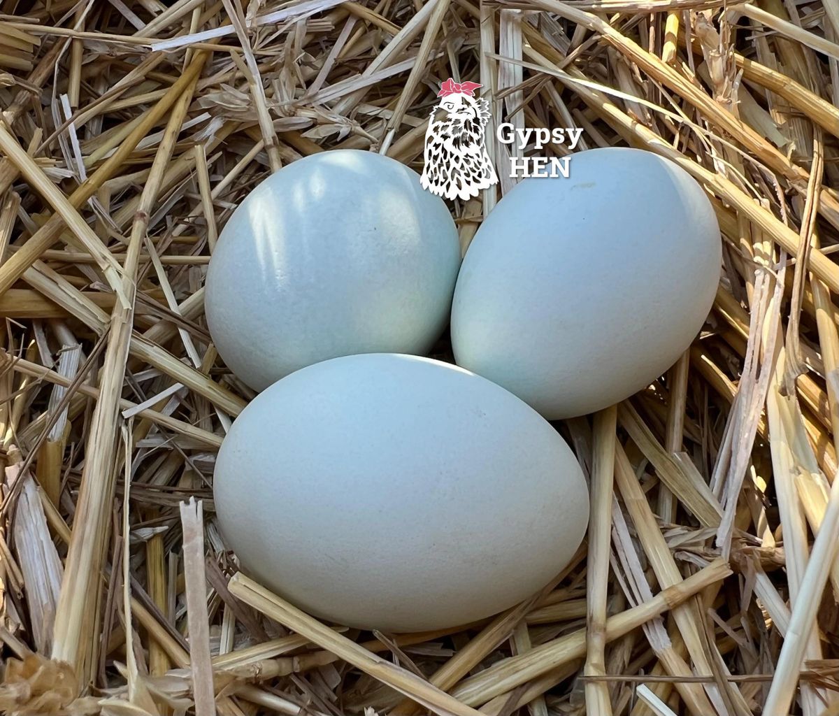 Black Bantam Ameraucana Hatching Eggs