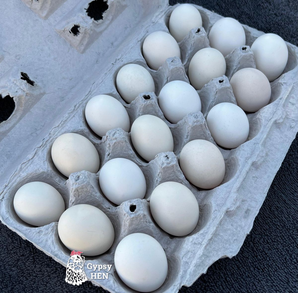 Cochin Bantam Hatching Egg Assortment