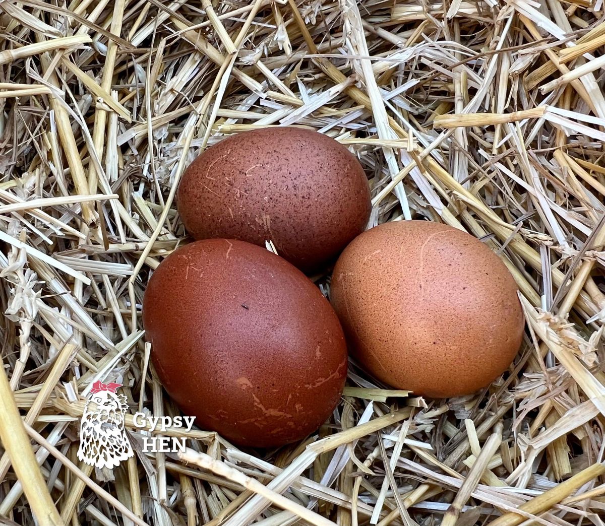Black / Blue Copper Marans Hatching Eggs
