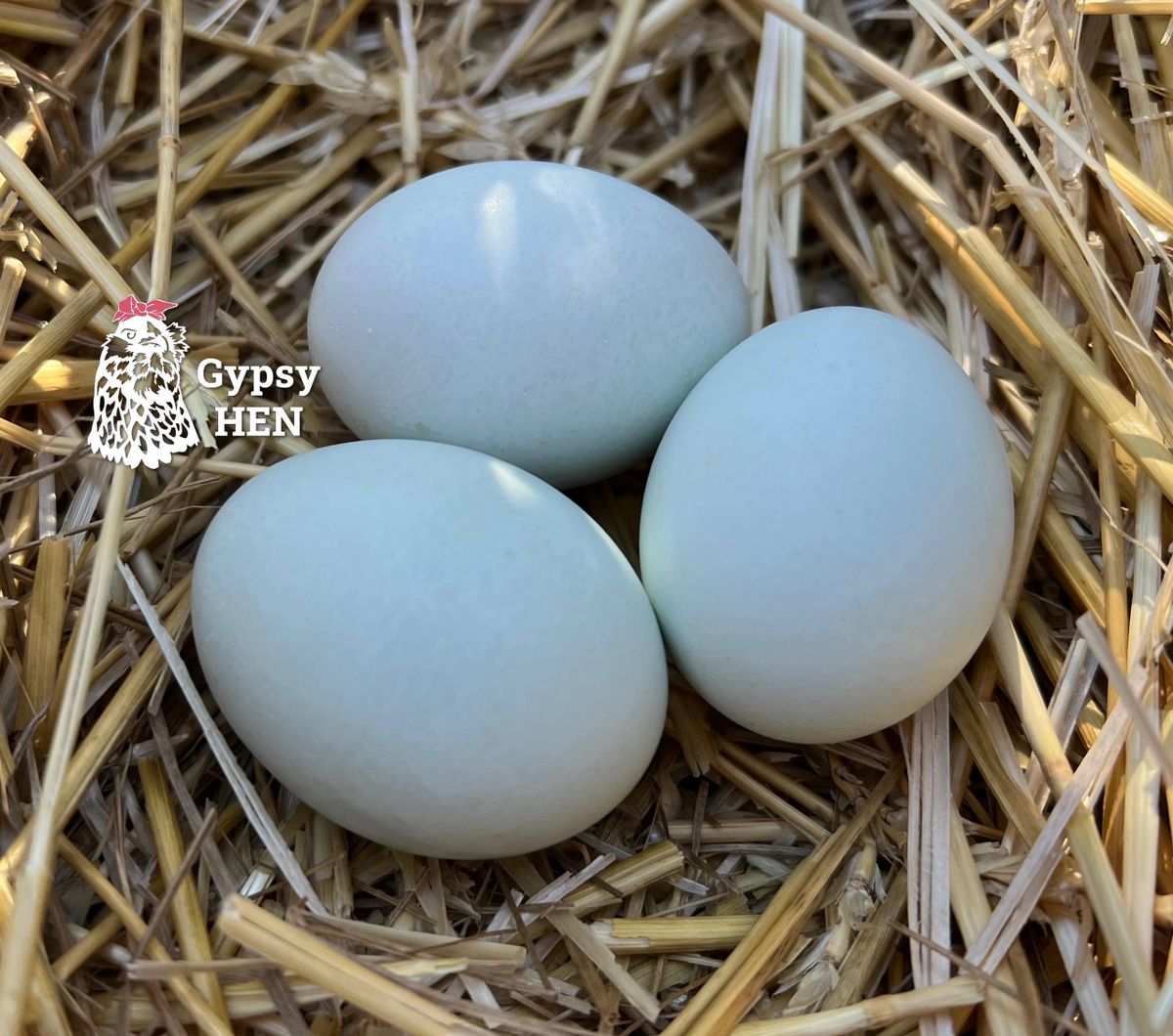 Self-Blue (Lavender) Ameraucana Bantam Hatching Eggs