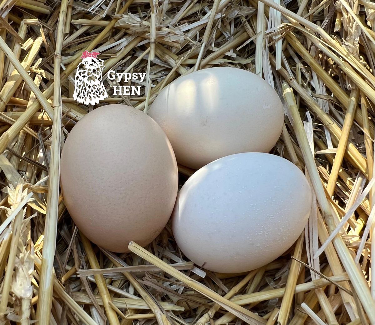 Self-Blue (Lavender) Cochin Bantam Hatching Eggs